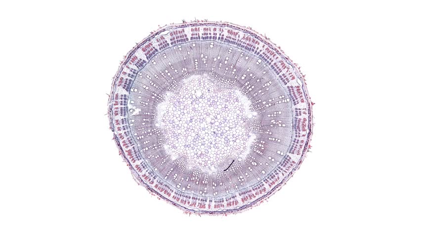 begonia stem - cross section cut Stock Footage Video (100% Royalty-free ...