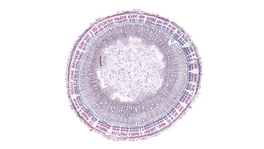 begonia stem - cross section cut Stock Footage Video (100% Royalty-free ...