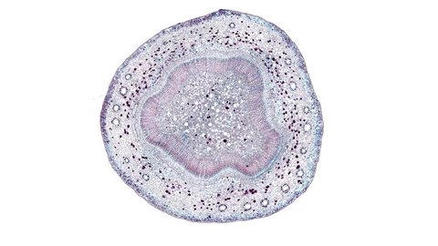 Monocot Root Cross Section Slide View Stock Photo (Edit Now) 1669528723