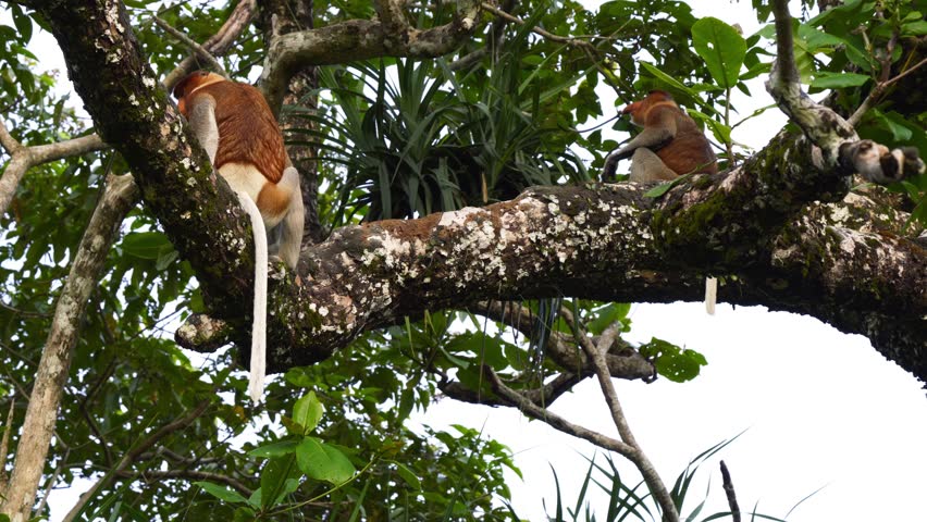 Monyet belanda monkey Stock Video Footage - 4K and HD Video Clips ...