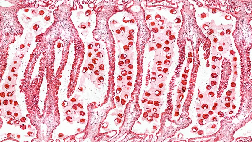 Gill Tissue Stock Video Footage - 4K and HD Video Clips | Shutterstock