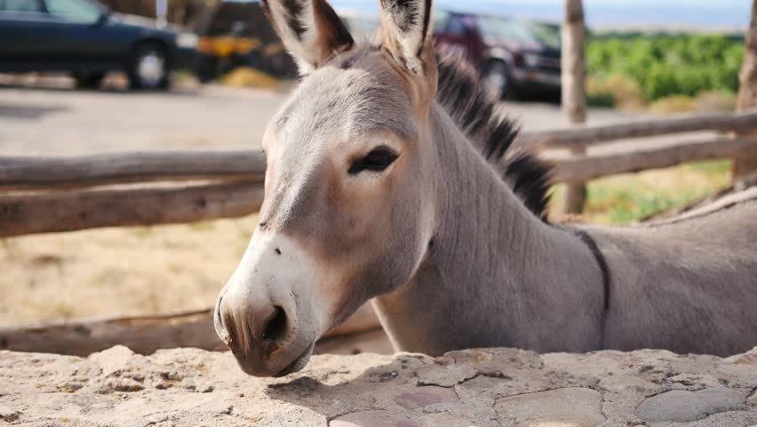 Donkey Behind Stone Wall Chewing Stock Footage Video (100% Royalty-free ...