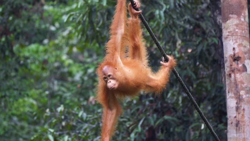 Orangutan great ape image - Free stock photo - Public Domain photo ...