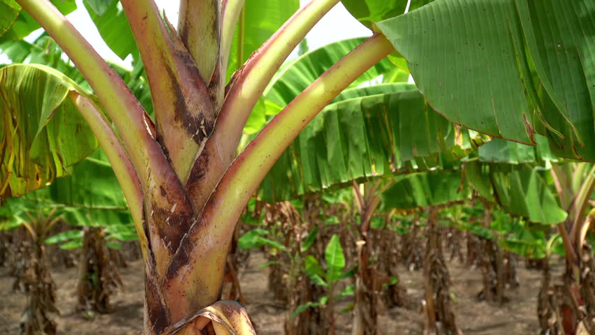 closeup plantain tree trunk Stock Footage Video (100% Royalty-free ...