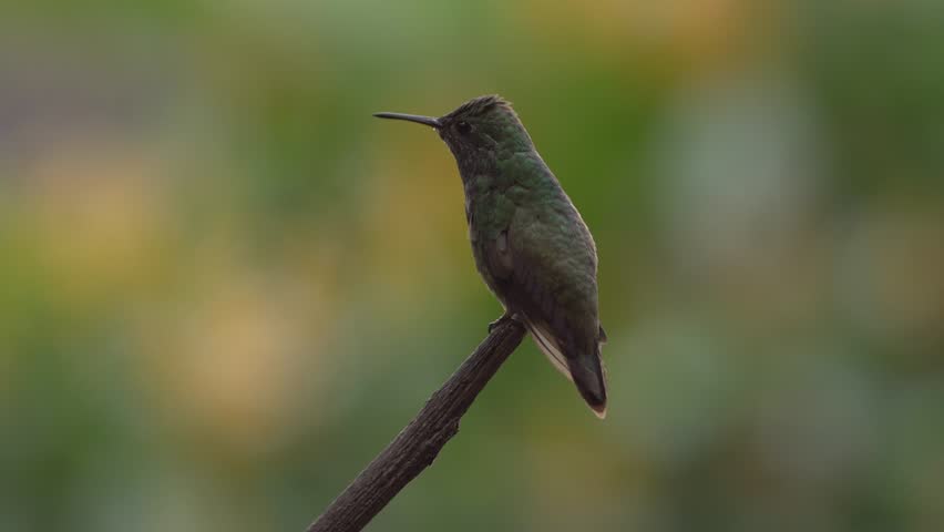 Green Hummingbird on Branch image - Free stock photo - Public Domain ...