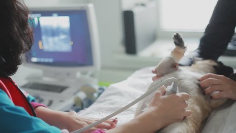 Sick Pug Dog On Ultrasound Diagnosis Stock Footage Video (100% Royalty ...