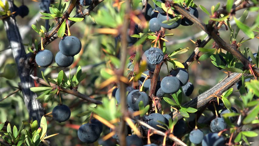 3 Calafate fruit Stock Video Footage - 4K and HD Video Clips | Shutterstock