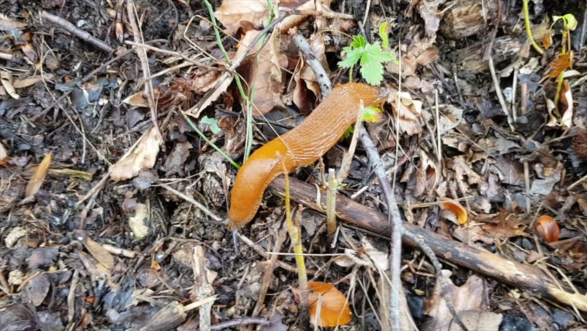 Big Red Slug Close-up On Stok Videosu (%100 Telifsiz) 1017365095 ...