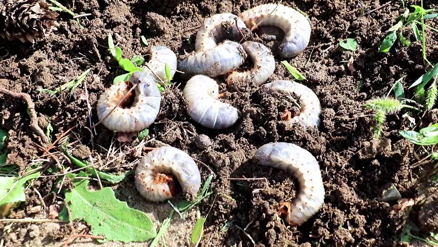 large larvae garden pest beetles on Stock Footage Video (100% Royalty ...