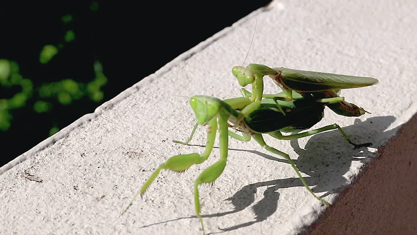 male female praying mantis mating ritual Stock Footage Video (100% ...
