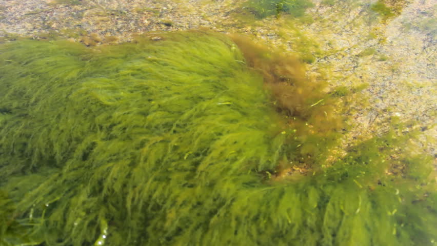 Sea Water Green Algea Stock Footage Video (100% Royalty-free) 10174307 ...
