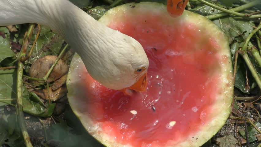 Group of Goslings in the sun image - Free stock photo - Public Domain ...
