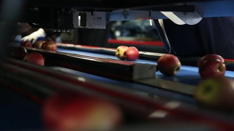 Sorting Apple Line Sorting Apples Sort Stock Footage Video (100% ...