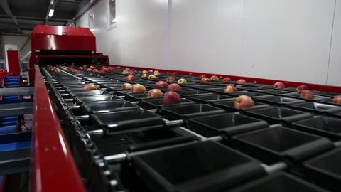 Sorting Apple Line Sorting Apples Sort Stock Footage Video (100% ...