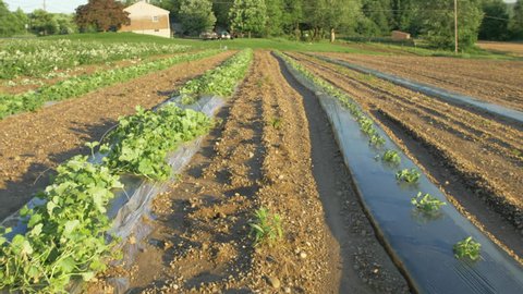Walking Through Cabbage Garden During Golden Stock Footage Video (100% ...
