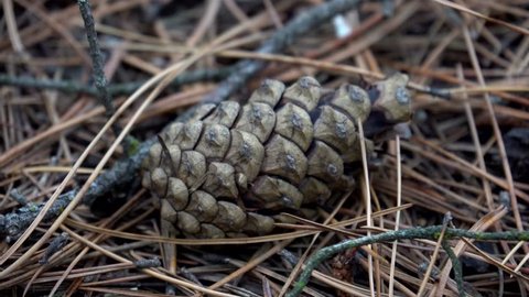 Needles Bumps On Ground Stock Footage Video (100% Royalty-free ...