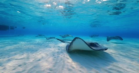 Sting ray Stock Video Footage - 4K and HD Video Clips | Shutterstock