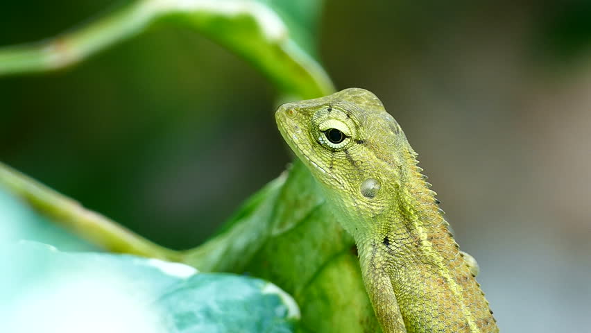 A Little Chameleon in the Stock Footage Video (100% Royalty-free ...