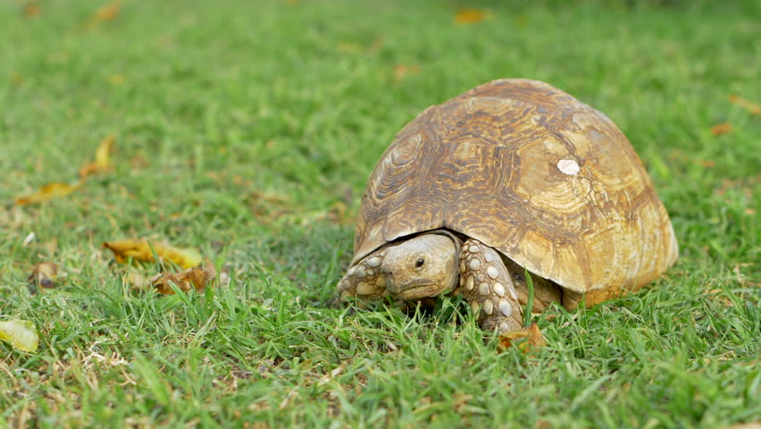 tortoise walking opening mouth wide take Stock Footage Video (100% ...