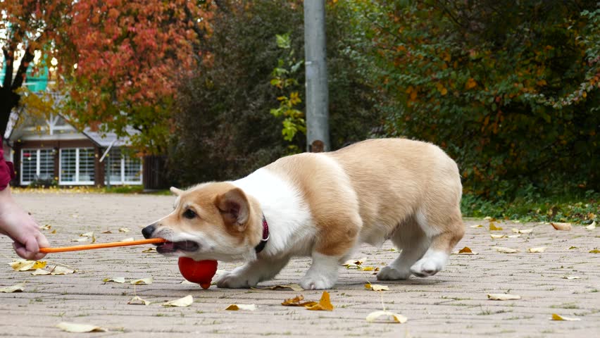 Corgi Puppy Plays Outdoors Park Stock Footage Video (100% Royalty-free ...