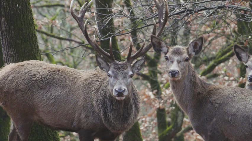 Cervi family Stock Video Footage - 4K and HD Video Clips | Shutterstock