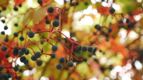 Small Wild Grape Berries Autumn Yellow Stock Footage Video (100% ...