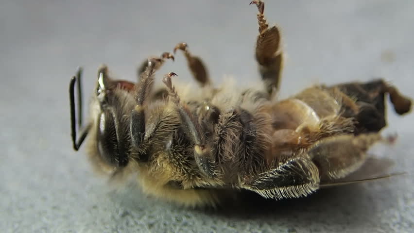 Back of Bee detail image - Free stock photo - Public Domain photo - CC0 ...