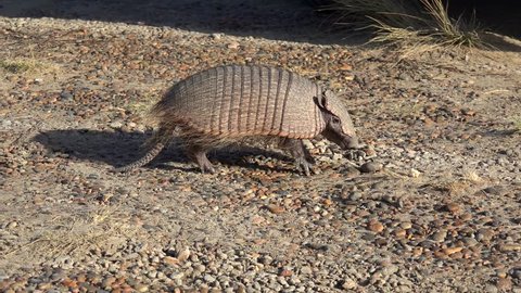 Hairy Dwarf Armadillo Zaedyus Pichiy Valdes Stock Footage Video (100% ...