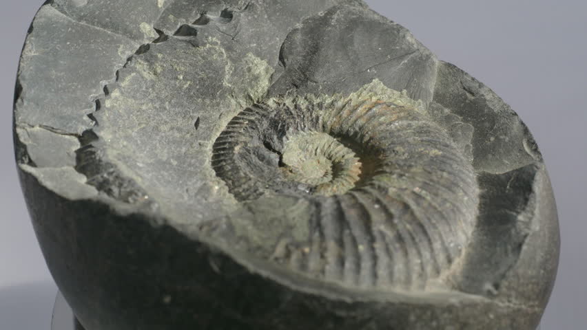 Clam Fossils image - Free stock photo - Public Domain photo - CC0 Images
