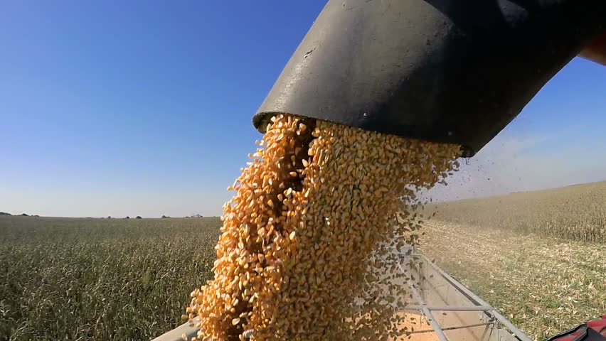 Pouring Corn Grain Into Truck Trailer Stock Footage Video (100% Royalty ...