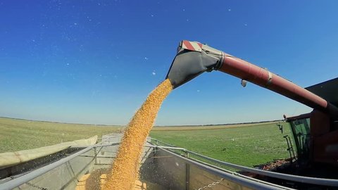 Grain Corn Unloading Harvester Combine Auger Stock Footage Video (100% ...