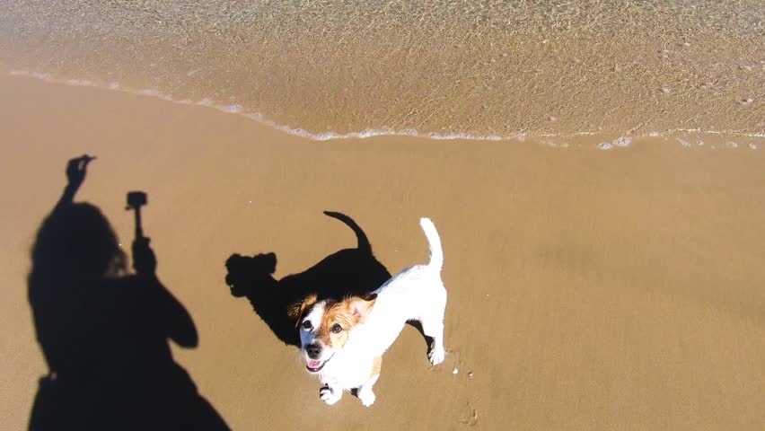 Small Dog Jumping up in the air image - Free stock photo - Public ...