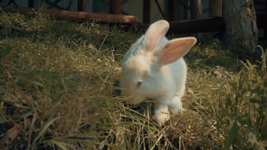 Amazing rabbit eating Stock Video Footage - 4K and HD Video Clips ...