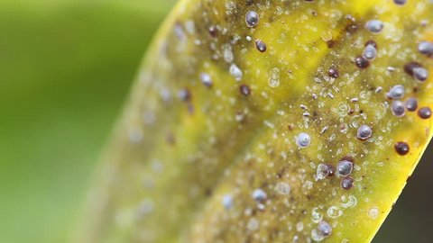 Focus Shift Scale Insects On Orchids Stock Footage Video (100% Royalty ...