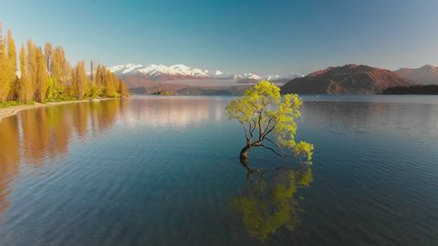 Beautiful Tree Inside Lake Wanaka New Stock Photo (Edit Now) 590021174