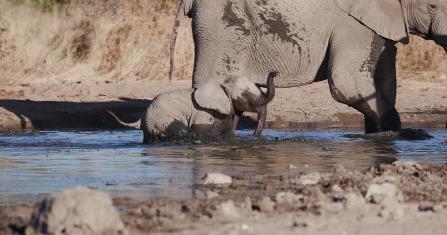 Etosha Pan Animals Stock Video Footage - 4K and HD Video Clips ...