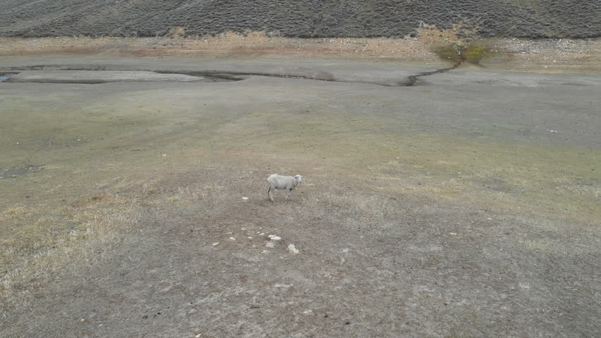 Aerial Sheep Broken Leg Abandoned Stock Footage Video (100% Royalty ...