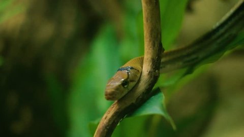 Japanese Tree Frog Hyla Japonica Stock Footage Video (100% Royalty-free ...