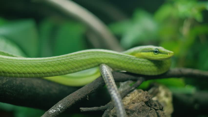 Beautiful Snake with Shining Green Stock Footage Video (100% Royalty ...