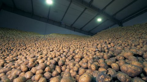 Warehouse Unit Filled Lots Potatoes Agriculture Stock Footage Video ...