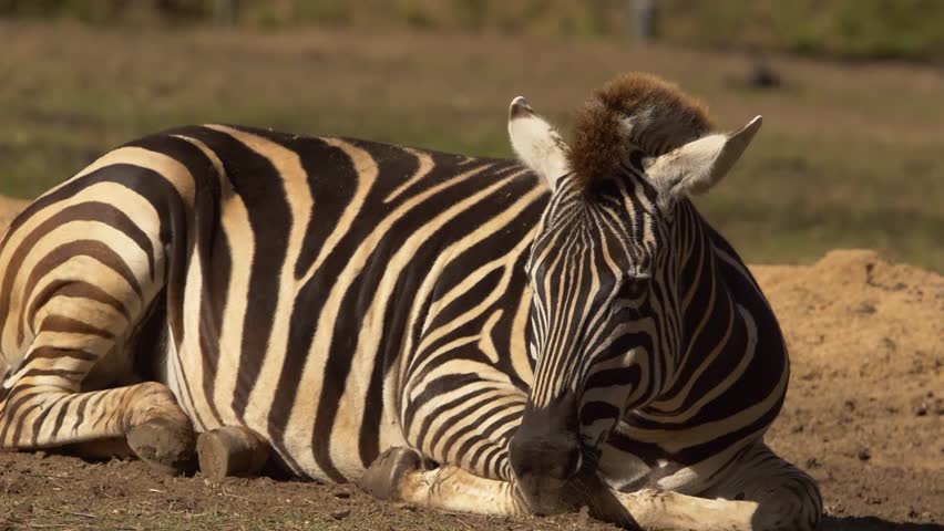 Zebra Turning Head to Look, Stock Footage Video (100% Royalty-free ...