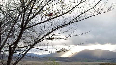 Two Birds Flying Off Tree Branch Stock Footage Video (100% Royalty-free ...