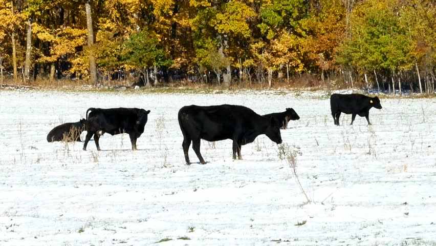 angus cow beef cattle grazing snow Stock Footage Video (100% Royalty ...