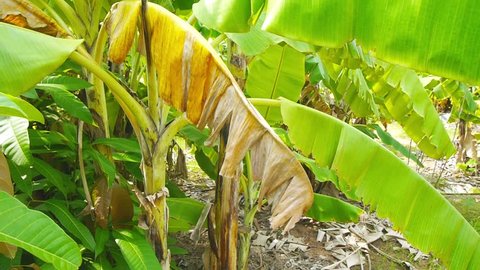 Panama Disease Fusarium Wilt Banana Trees Stock Footage Video (100% ...