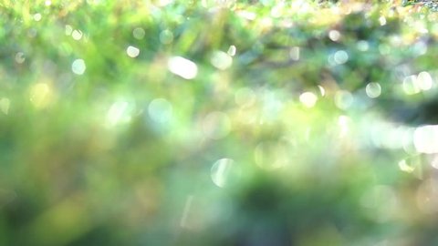 Spring Video Background Light Effects Animated Stock Footage Video (100 ...