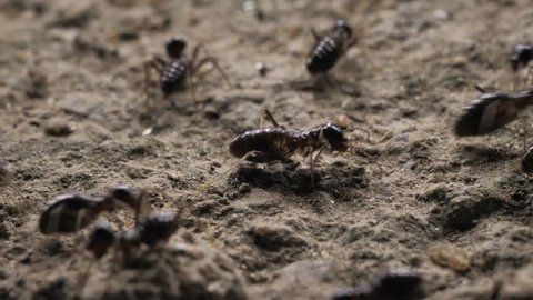 Macro Close Ants Running Moving Various Stock Footage Video (100% ...