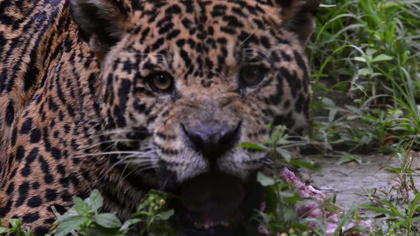Jaguar eating Stock Video Footage - 4K and HD Video Clips | Shutterstock