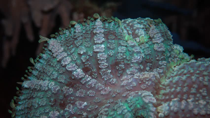 Discosoma (synonym Actinodiscus), Commonly Known Stock Footage Video ...