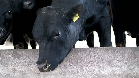 Closeup Young Black Bulls Flies Fly Stock Footage Video (100% Royalty ...