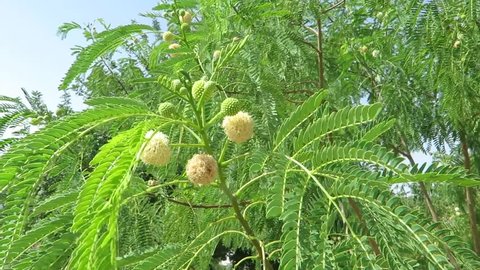 Acacia Tree Fruit Body Blowing Wind Stock Footage Video (100% Royalty ...